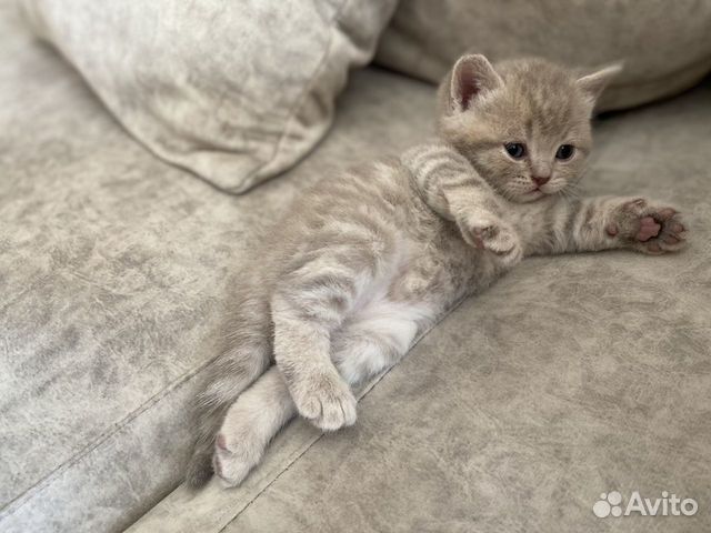 Шотландские котята