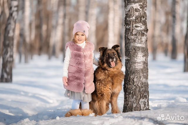 Собака Персей в добрые руки