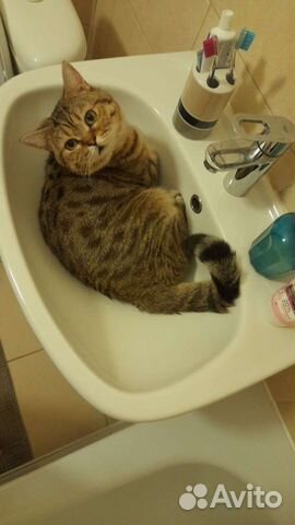 Кот Гуччи