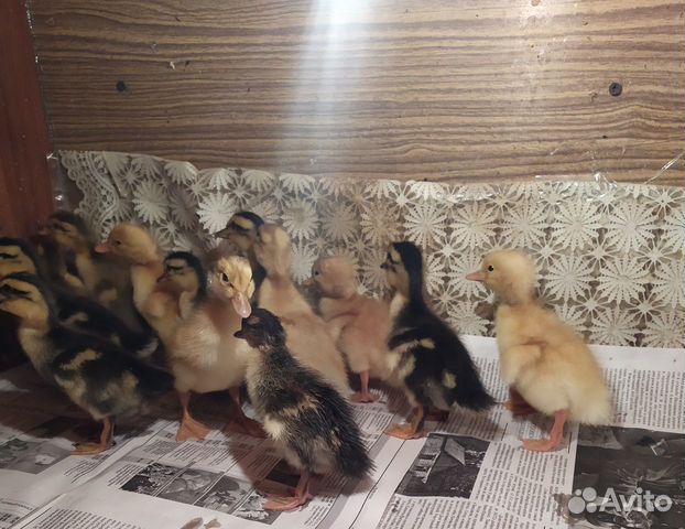 Утята, гулять, цыплята