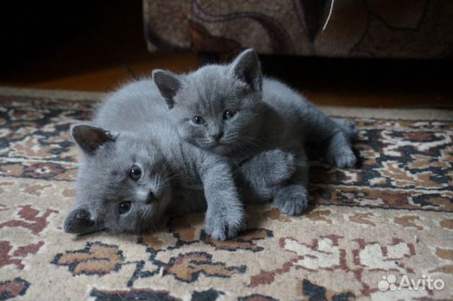 Продам красивых котят