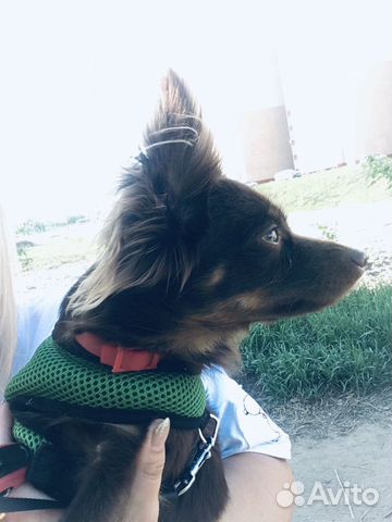 Длинношёрстный той-терьер