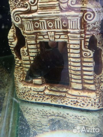 Окунь тигровый микролепис