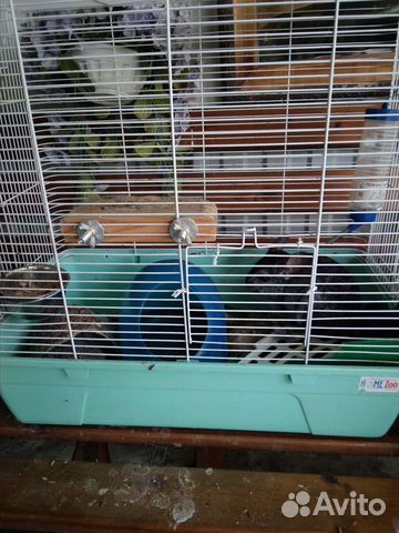 Продам шиншил