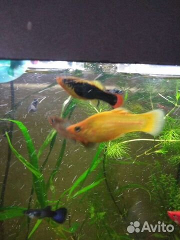 Моллинезия