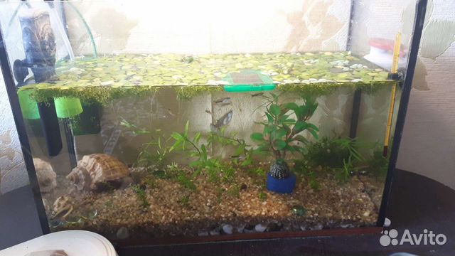 Полностью оборудованный аквариум