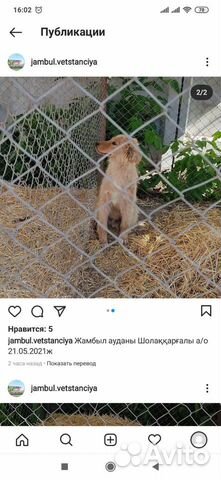SOS, через пару дней нас мучительно убьют