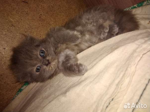 Шотландские вислоухие котята