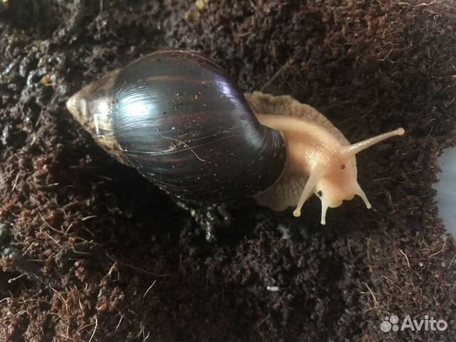 Отдам бесплатно улиток Ахатин с контейнером