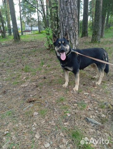 Ищет дом великолепная Собака Терра