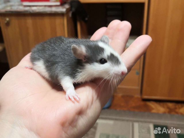 Крыска домашняя