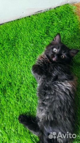 Котенок в добрые руки