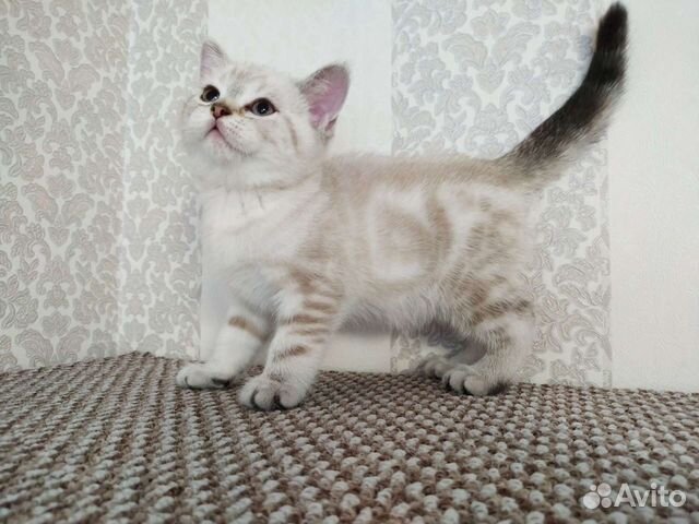 Шотландские котята