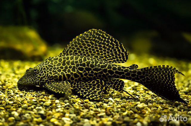 Аквариумные рыбки