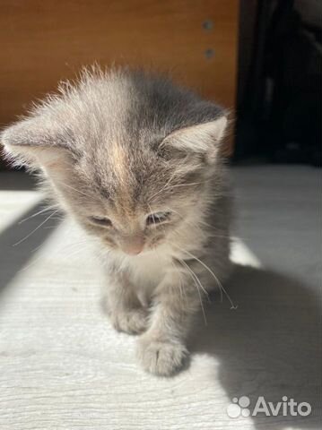 Кошка