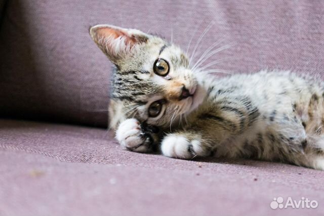 Котята в добрые руки бесплатно