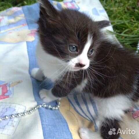 Котёнок