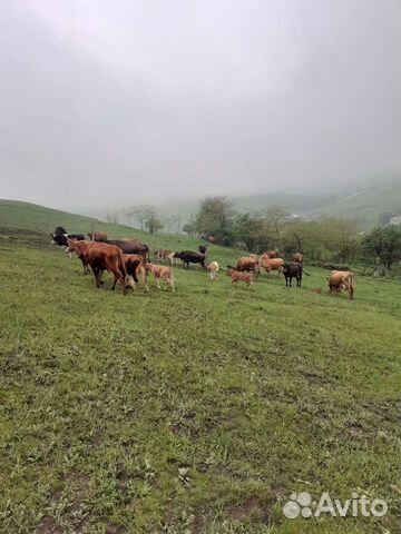 Крупный рогатый скот