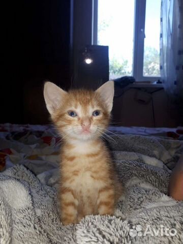 Котята в дар