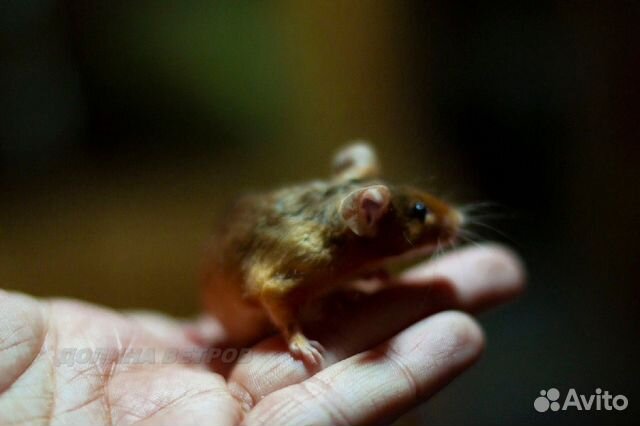 Мышки рексы из питомника