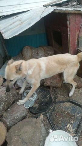 Помесь лайки и волка