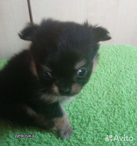 Щенки Чихуахуа миники