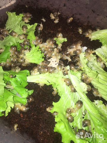 Улитки ахатины