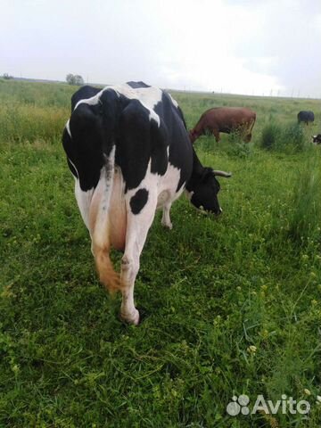 Коровы дойные молочные