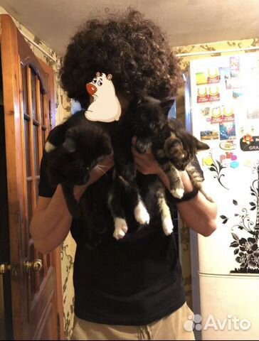 Персидские котята