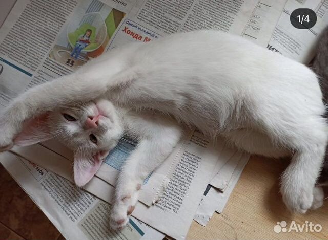 Котята замурчательные)