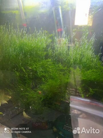 Мох аквариумный