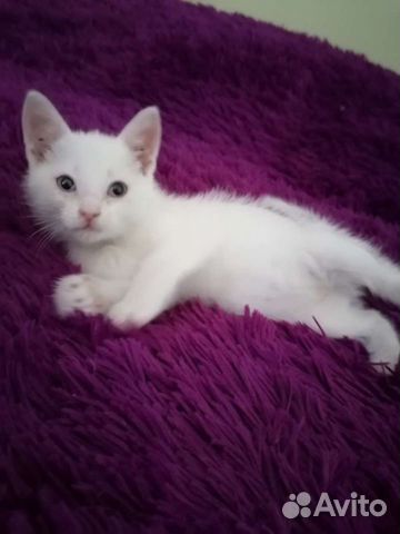 Сладкая парочка