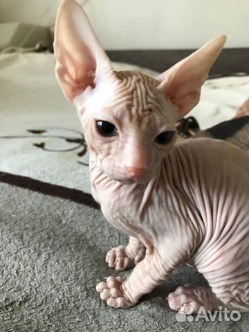 Канадский сфинкс котенок