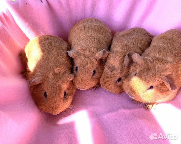 Морские свинки малыши
