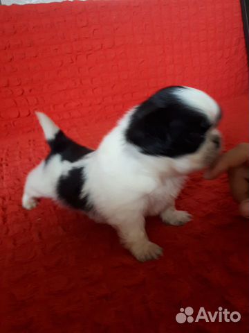 Японский хин