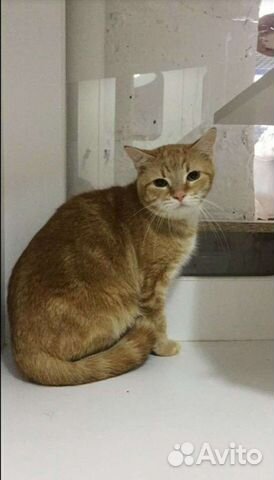 Кот рыжий мраморный в дар