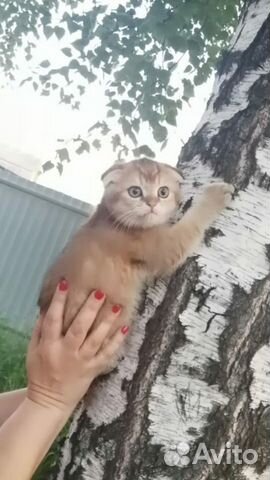 Британский котик драгоценного окраса