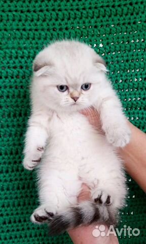 Супер Шотландцы, голубоглазые Красавцы,2мес,с док