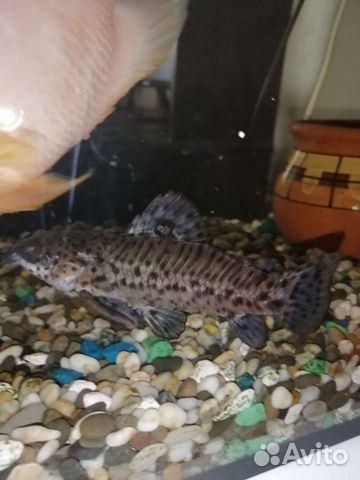 Сомы терракотум и анцитрус