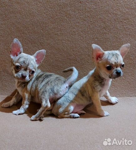 Мини чихуахуа