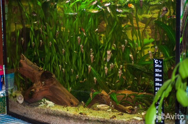 Улитки аквариумные