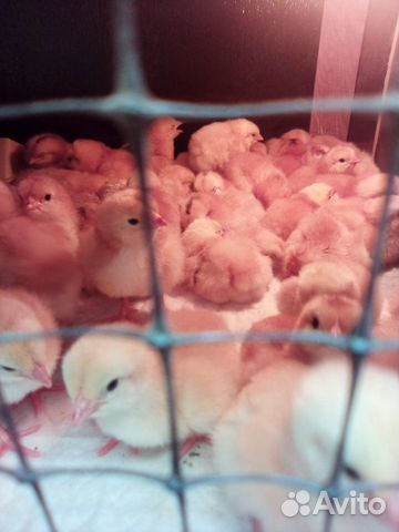 Цыплята цветного бройлера