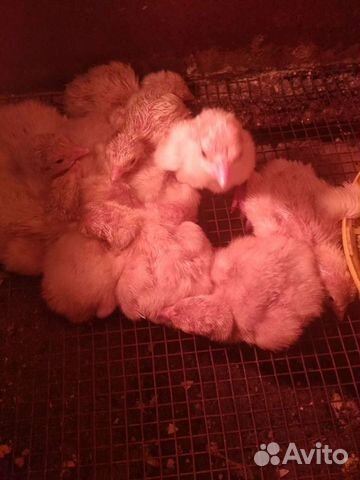 Индюшата подрощенные