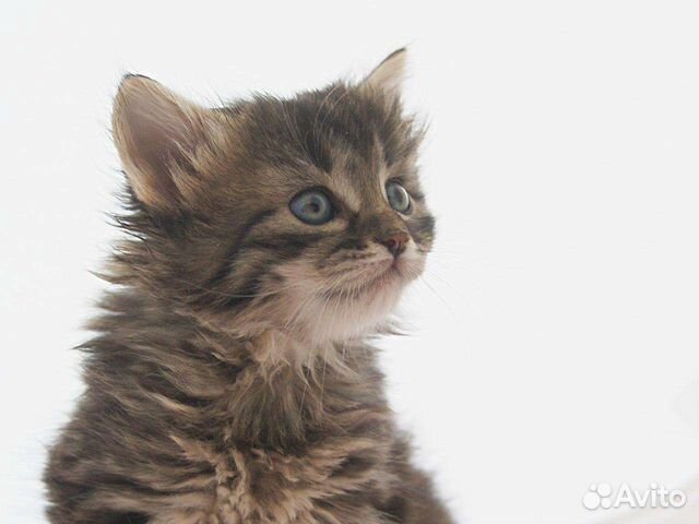 Котенок пушистый в дар 1,5 мес