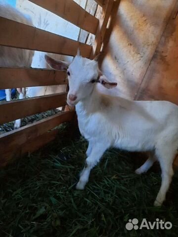 Зааненская коза