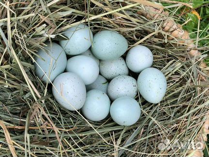 Перепел селадон самец