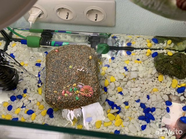 Черепха желтоухая