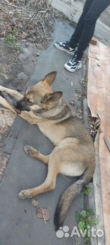 Щенок смесь немецкой овчарки