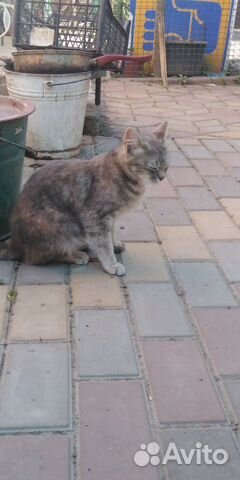 Отдам кошку в добрые руки бесплатно