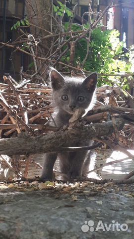 Котята